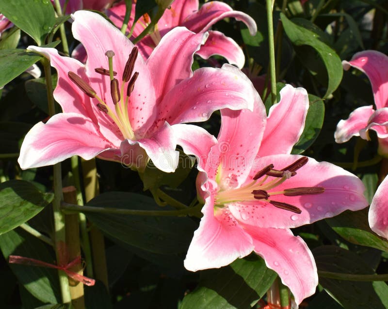 The pink lilly stock photo. Image of elegant, love, flower - 87763746
