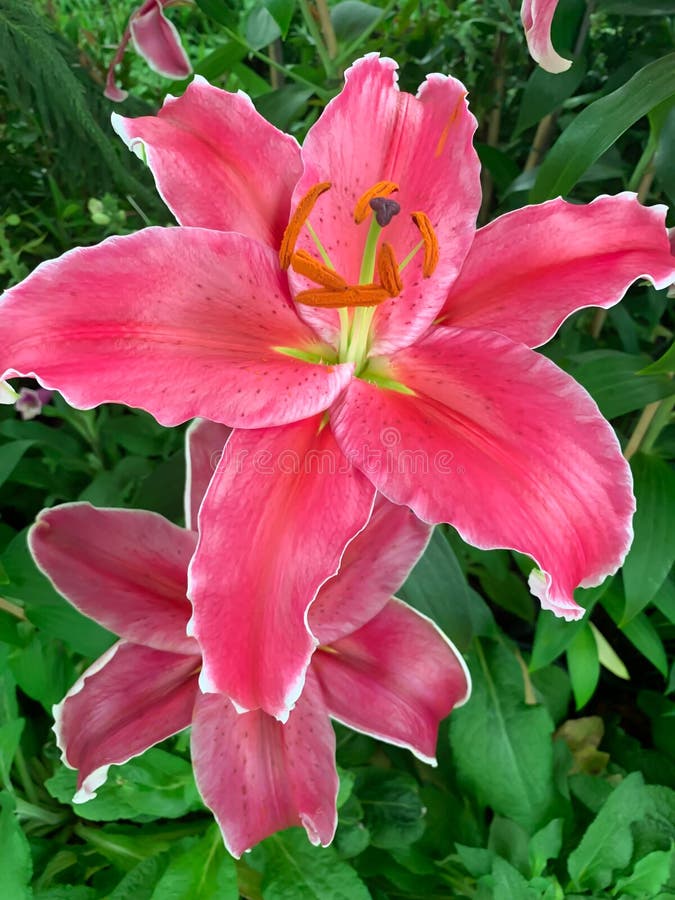 Pink lilly stock photo. Image of season, color, close - 5824718