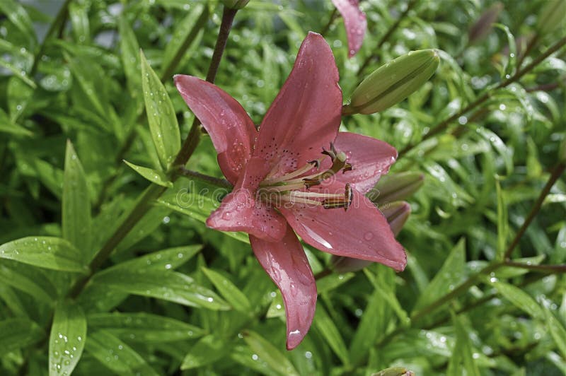 Pink lilly stock photo. Image of exotic, nature, detail - 87866854