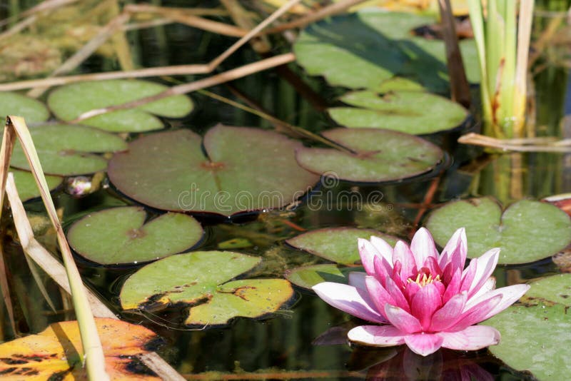 Pink lilly on water stock image. Image of light, verte - 42909713