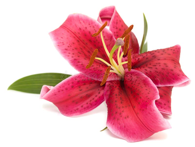 Pink lily stock image. Image of petal, tropical, multi - 10700505