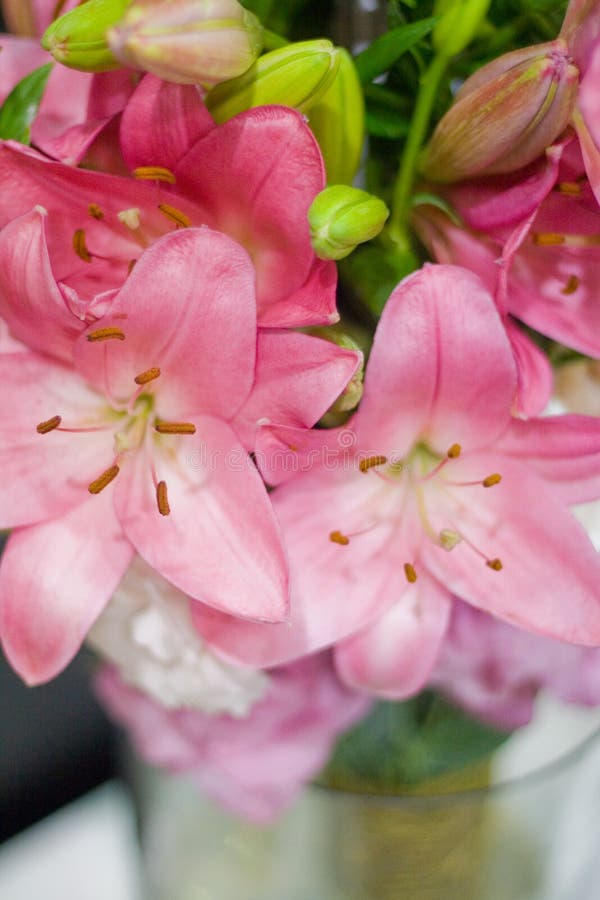 Pink lily stock image. Image of floral, lily, gift, color - 11132719