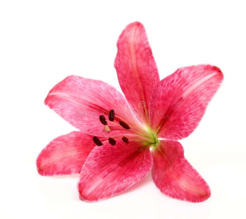 Pink Lily Picture. Image: 18021594