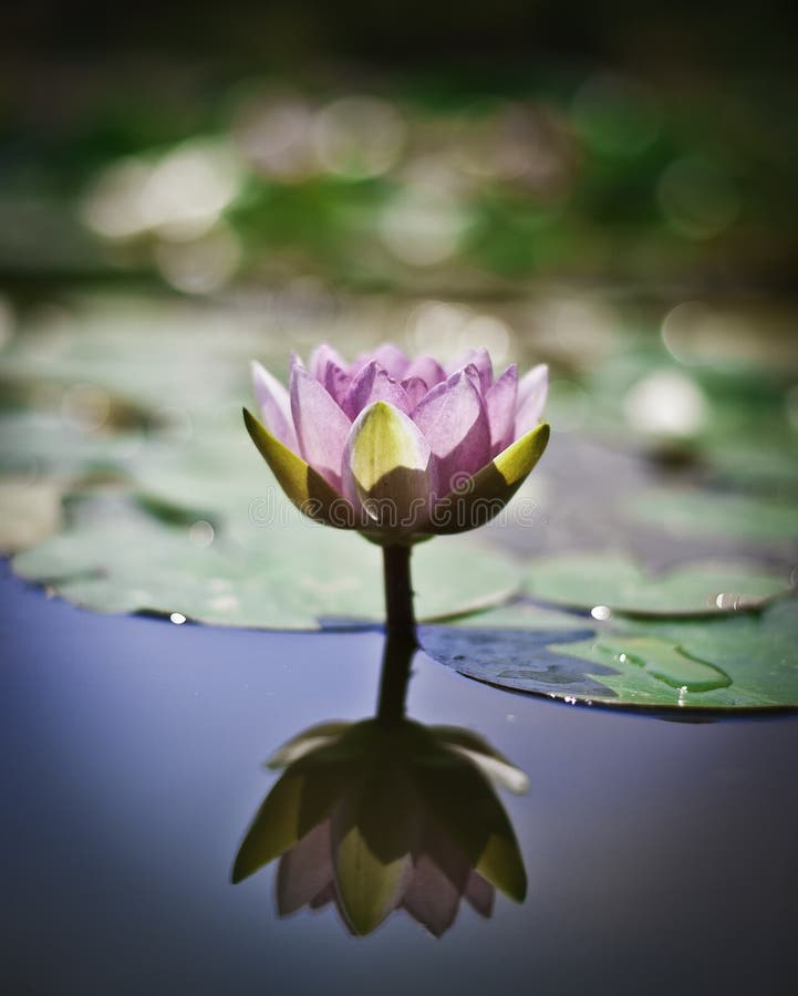 Pink Lily, A single Pink Lily grows above lily pads in a pond near Draper