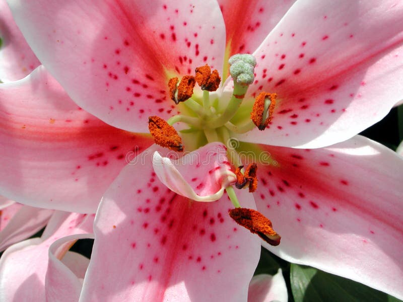 Close Up of Pink Gerber Daisy Stock Image - Image of macro, gerbera: 891955