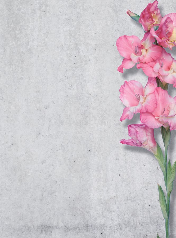 Pink lily. stock photo. Image of copy, closeup, botany - 75376780