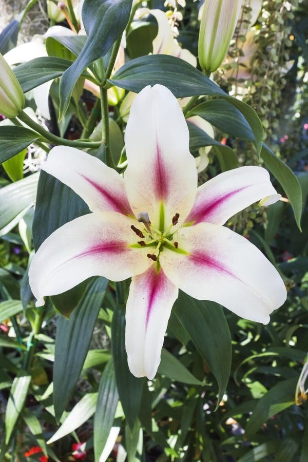Pink lily stock photo. Image of lily, color, flower, botany - 37484010