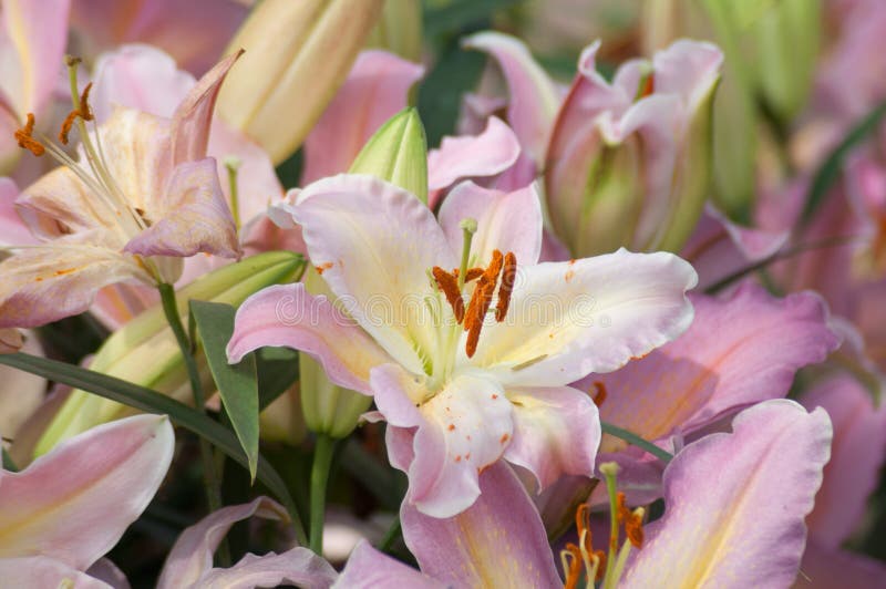 Pink lily stock photo. Image of lilly, botany, flora - 36334628