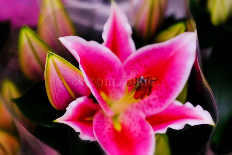 Pink Lily Close-up. Flower Background Stock Image - Image of bouquet ...