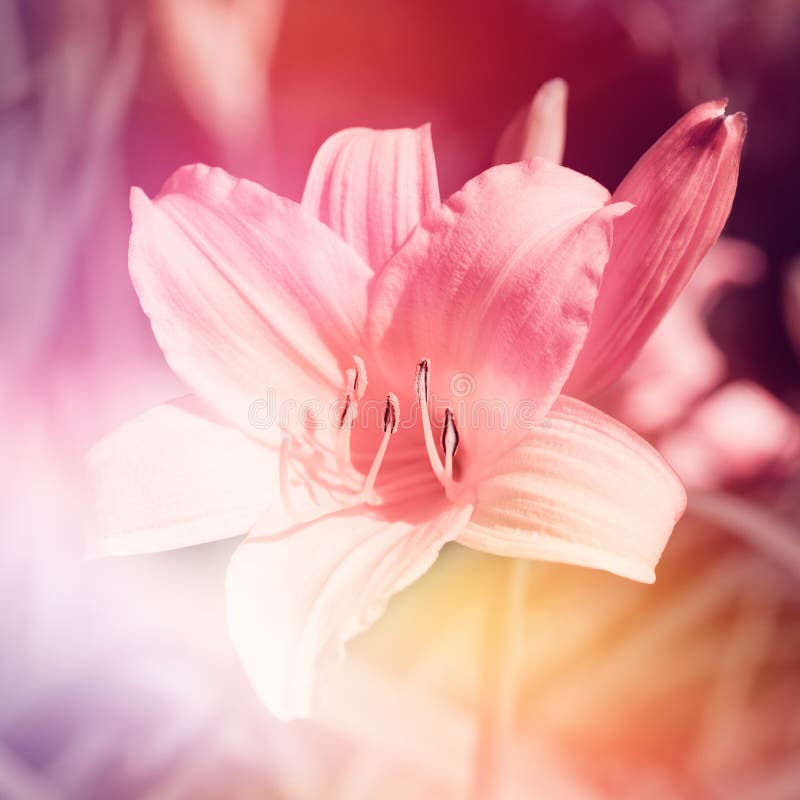 Pink lily flower stock photo. Image of color, botany - 25451130