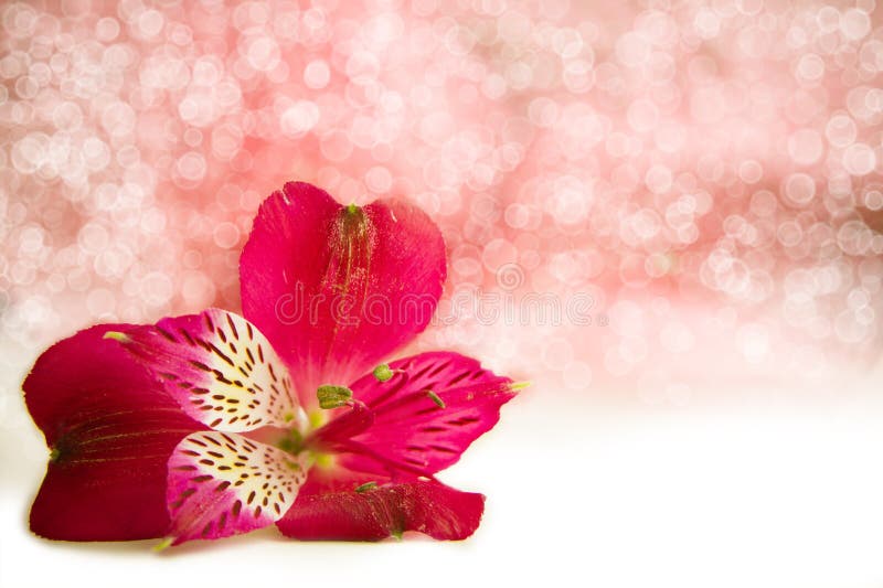Pink lily flower stock image. Image of background, design - 31339175