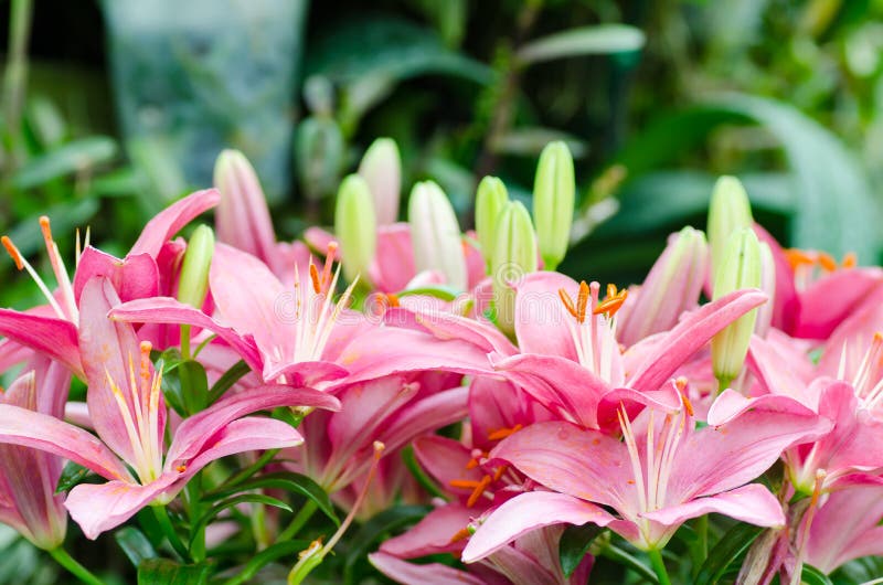 Pink Lily Flower in a Garden Stock Image - Image of flora, blooming ...