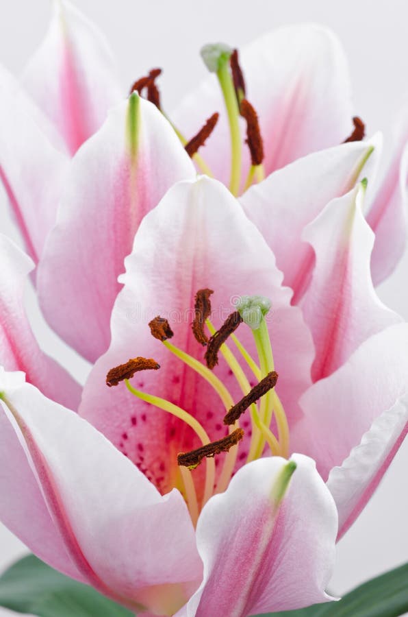 Pink lily flower stock photo. Image of beautiful, flower - 34820826