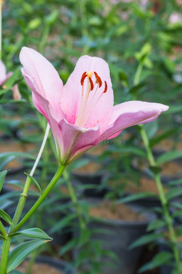 Fresh Pink Allamanda Flowers in Flower Pot on Plastic Coated Wire ...