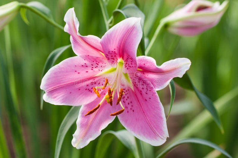 Pink Lily Flower stock photo. Image of beauty, elegant - 44933088