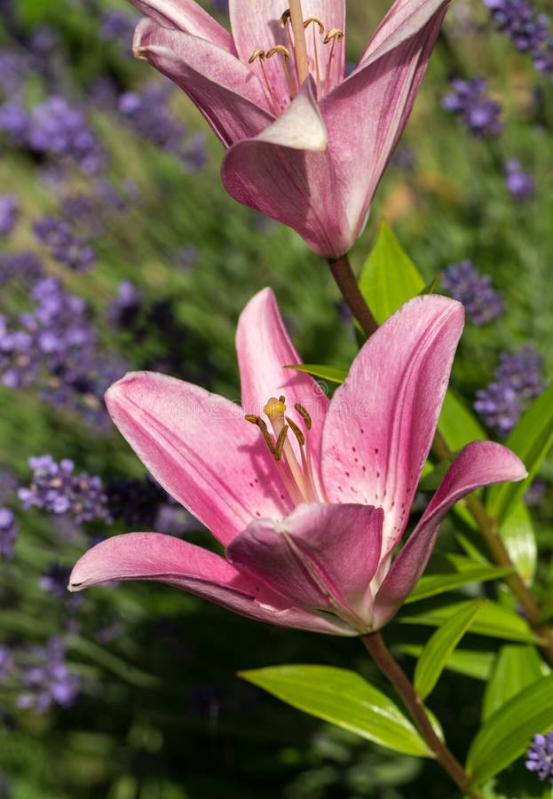 Pink lily flower stock photo. Image of daylily, outdoor - 67706330
