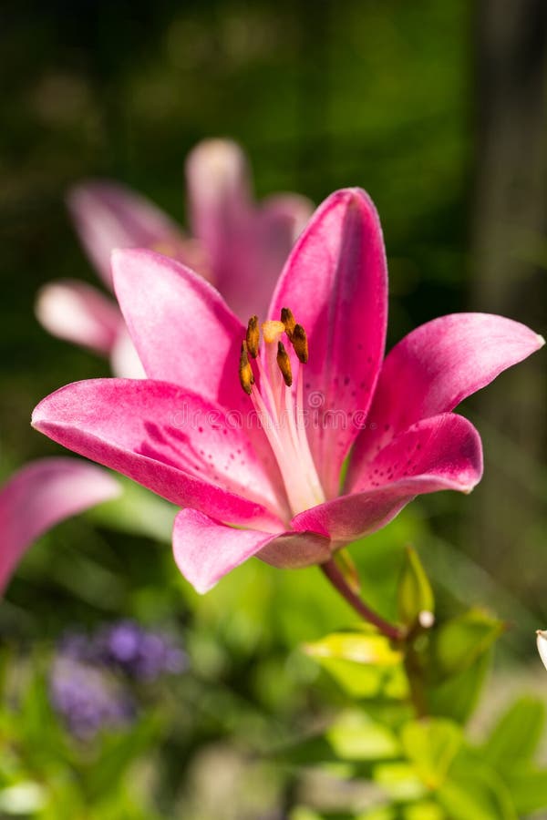 Pink lily flower stock photo. Image of beauty, decorate - 75130110