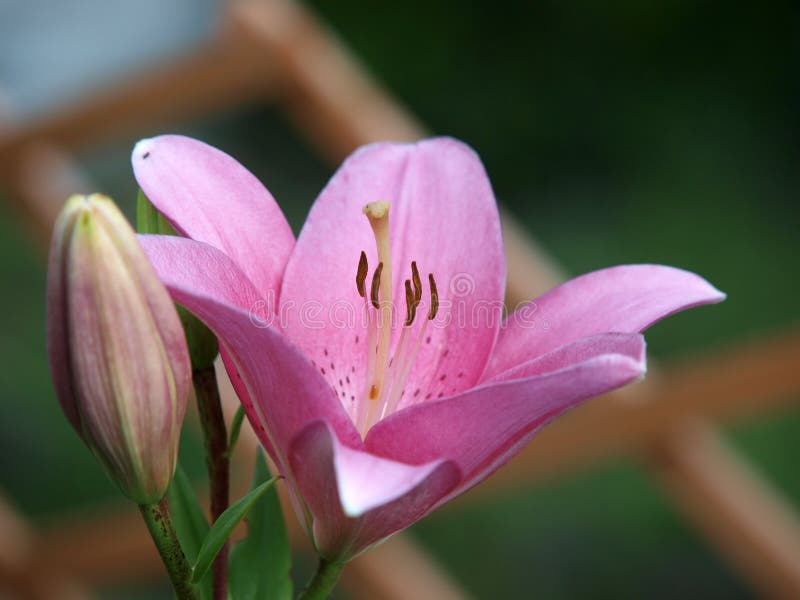 Pink lily flower in garden stock photo. Image of elegance - 90409042