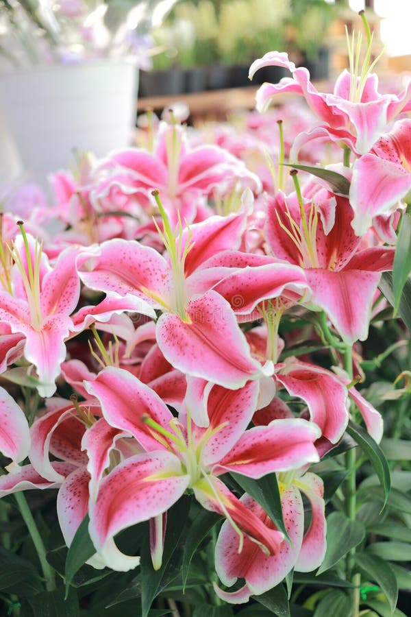 Pink lily flower stock photo. Image of nature, lilies - 71030024