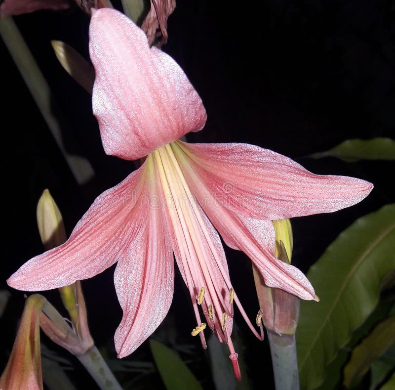 Pink lily stock photo. Image of pinky, night, lily, flower - 161397870