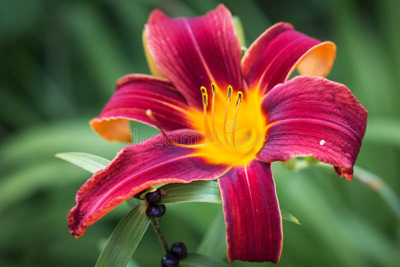Perfect Blossom stock photo. Image of blossom, tree, perfection - 595478