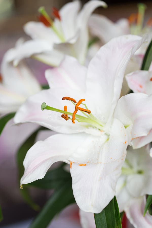 Pink lily flower stock image. Image of pretty, lily, flower - 47675761