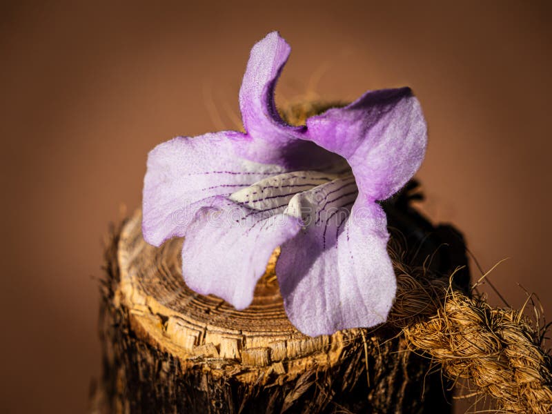 Pink Lily Flower Placed on a Rustic Wooden Pole Stock Photo - Image of ...