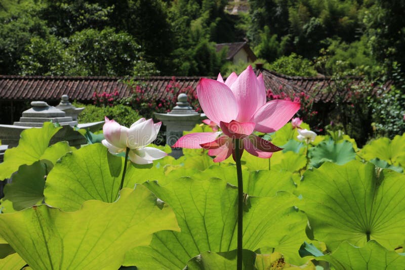 Pink Lily Flower Plant on the Lake Stock Photo - Image of bloom ...