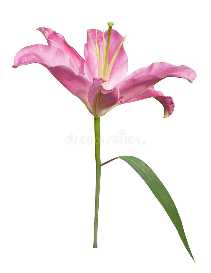 Pink Lily Flower on Transparent Background Stock Image - Image of smell ...