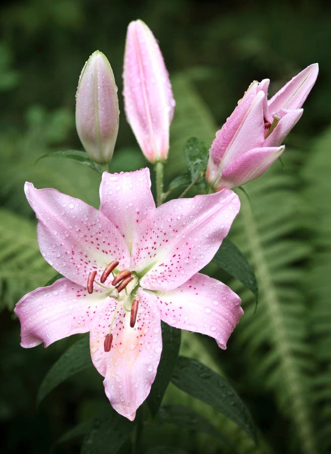 Pink lily flowers stock image. Image of close, lily, closeup - 20722299