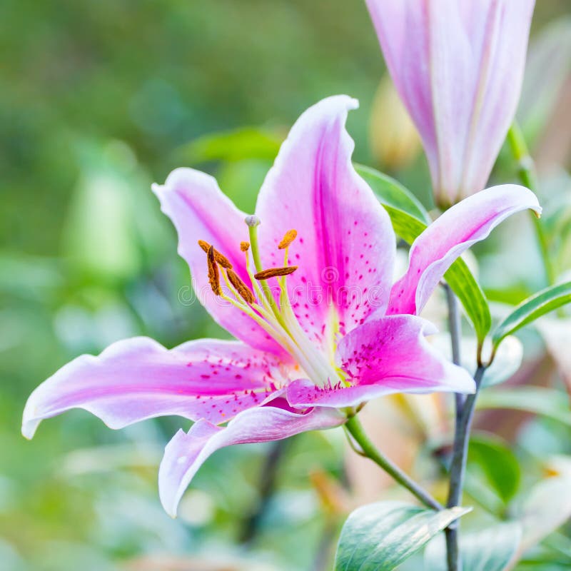 Pink lily flowers stock photo. Image of elegant, closeup - 38041118