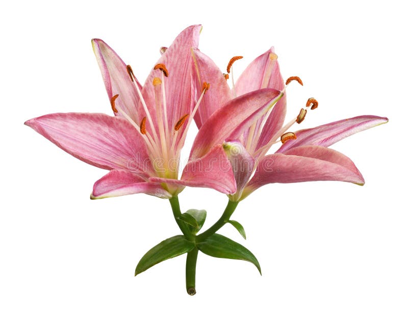 Pink lily flowers isolated stock image. Image of elegant - 258065345