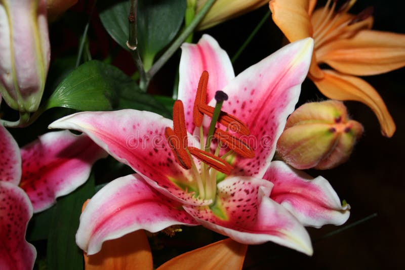 Pink lilly stock photo. Image of spring, head, nature - 5824718