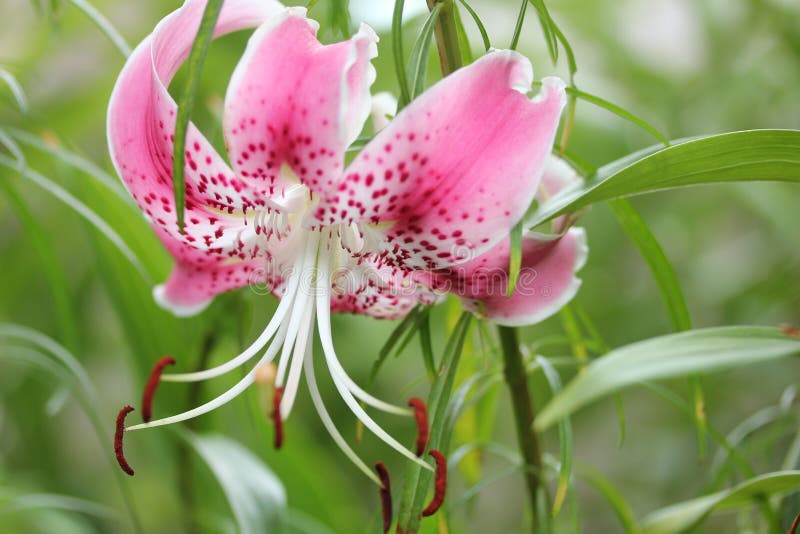 Pink lily stock image. Image of decorative, lily, color - 32756439