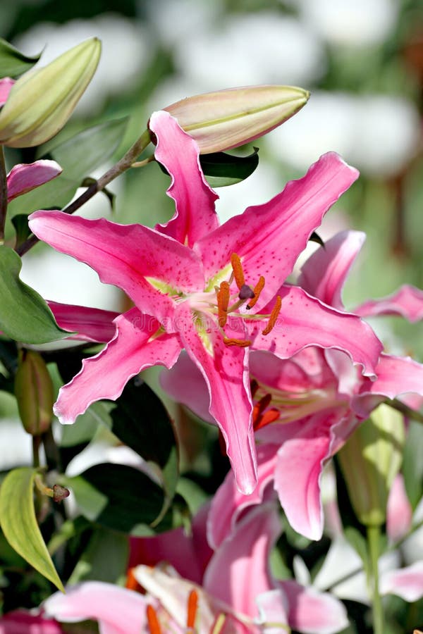Pink Lily in the garden. stock photo. Image of flores - 36947504