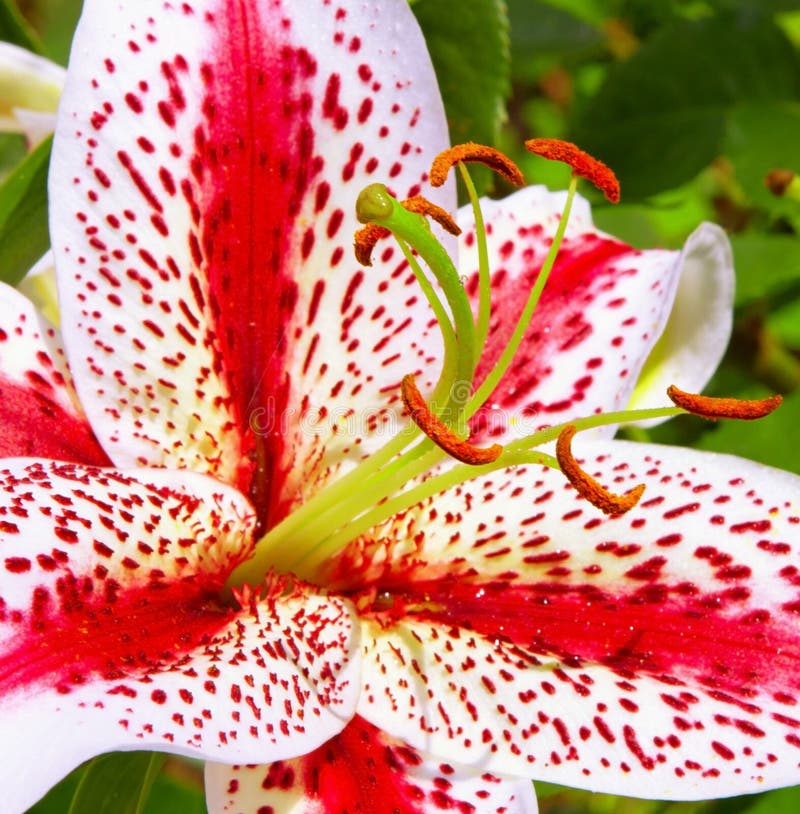 Pink lily . stock photo. Image of petal, fresh, lilies - 38752300