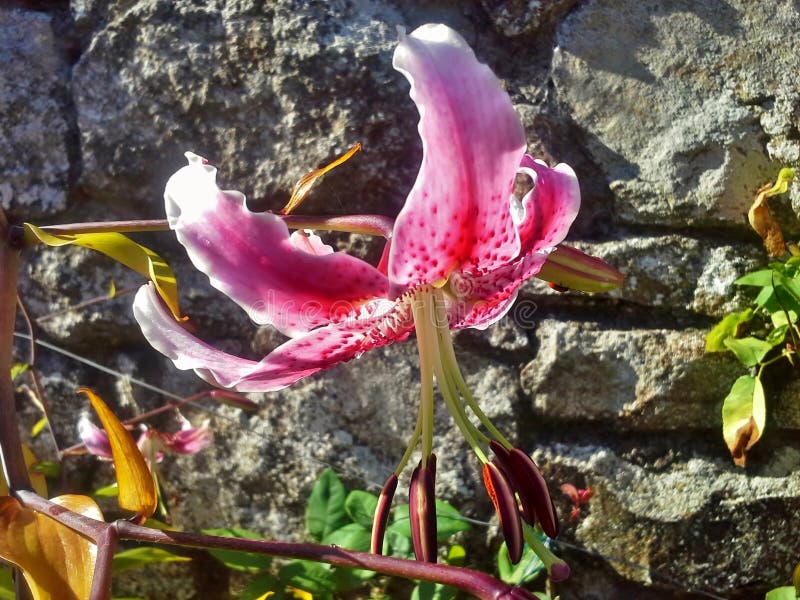 Pink Lily Hanging by the Wall Stock Image - Image of sunlight, nature ...