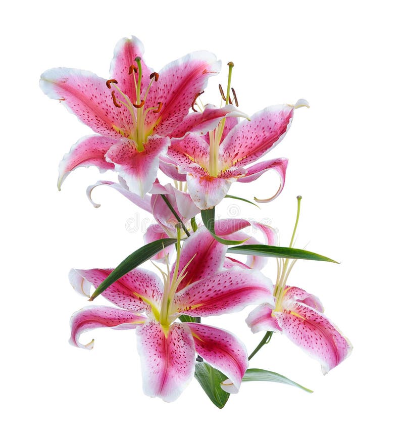 Pink lily stock image. Image of color, pink, background - 35946013