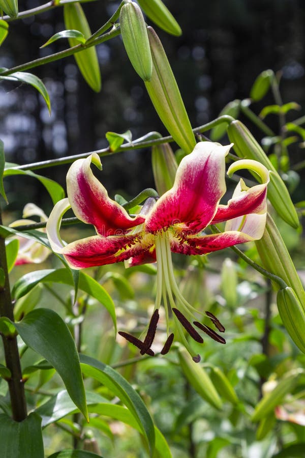 Pink Lily with Large Stamens and Unopened Buds Stock Image - Image of ...