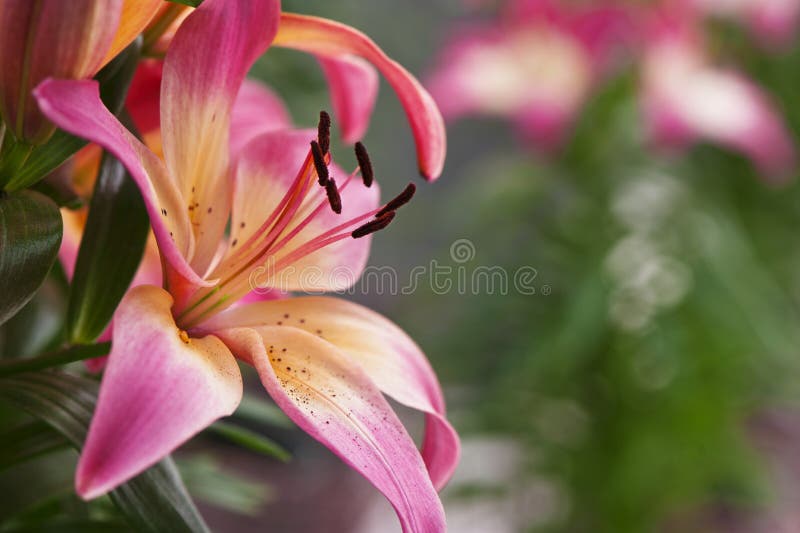 Pink Lily stock image. Image of netherlands, paradise - 40618657