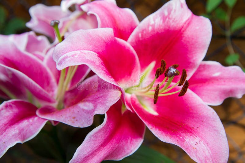 Pink lily Lilium flower stock image. Image of ornamental - 226024751