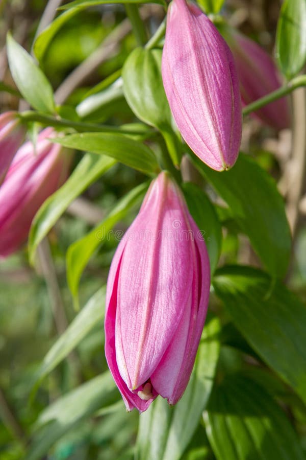 Pink Lily Lilium Flower Buds Stock Image - Image of june, beauty: 252246209