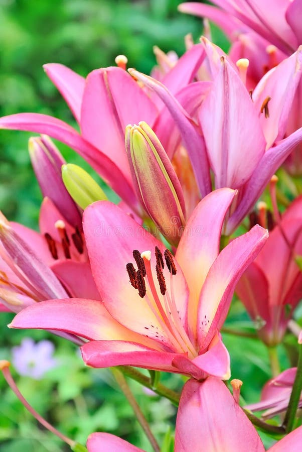 Pink lily (Lilium) flower stock photo. Image of freshness - 43927264
