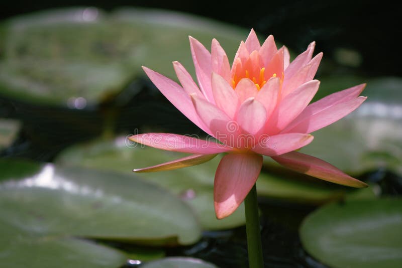 Pink Lily stock image. Image of combination, fresh, macros - 59104553