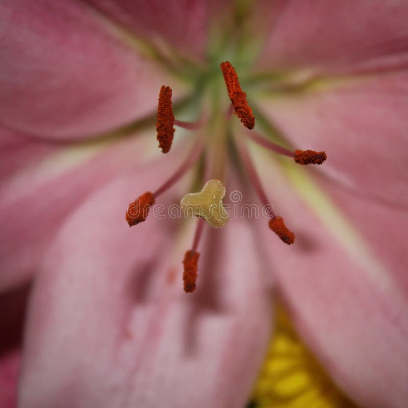 Pink lily macro stock image. Image of macro, nature, season - 88650983