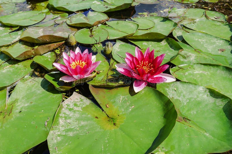 Pink Lily. Nymphaea Red in the Pond. Flowers on the Water Stock Photo ...