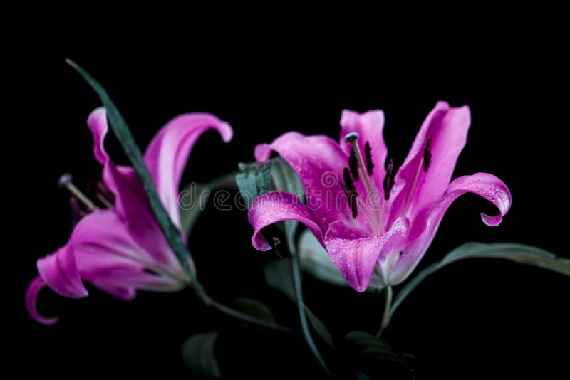 Pink lily poses for photos stock photo. Image of rose - 113217346