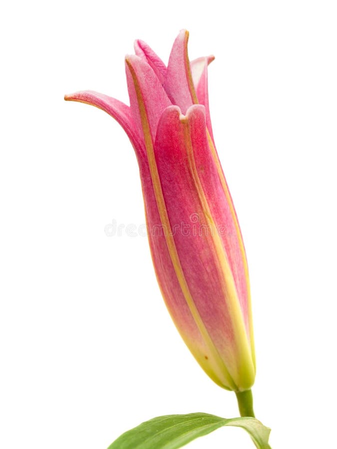 Pink lily opening bud stock photo. Image of floral, opening - 50920834
