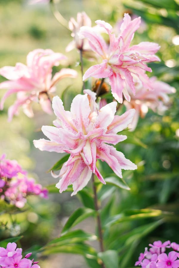 Pink Lily Oriental Broken Heart in the Garden Stock Image - Image of ...
