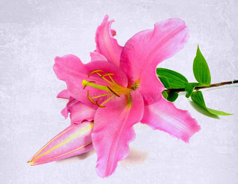 Pink lily stock photo. Image of plants, elegance, environment - 43950304